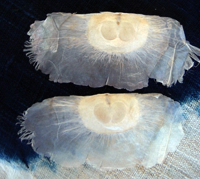 Angel Wings, Natural White - 2 Qts - Natural Confetti, Small Dried ...