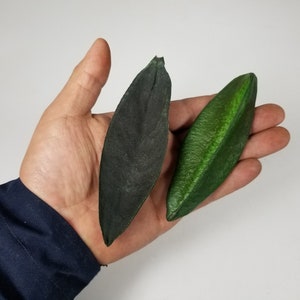 Triangle Pods-2 Quarts - Etsy