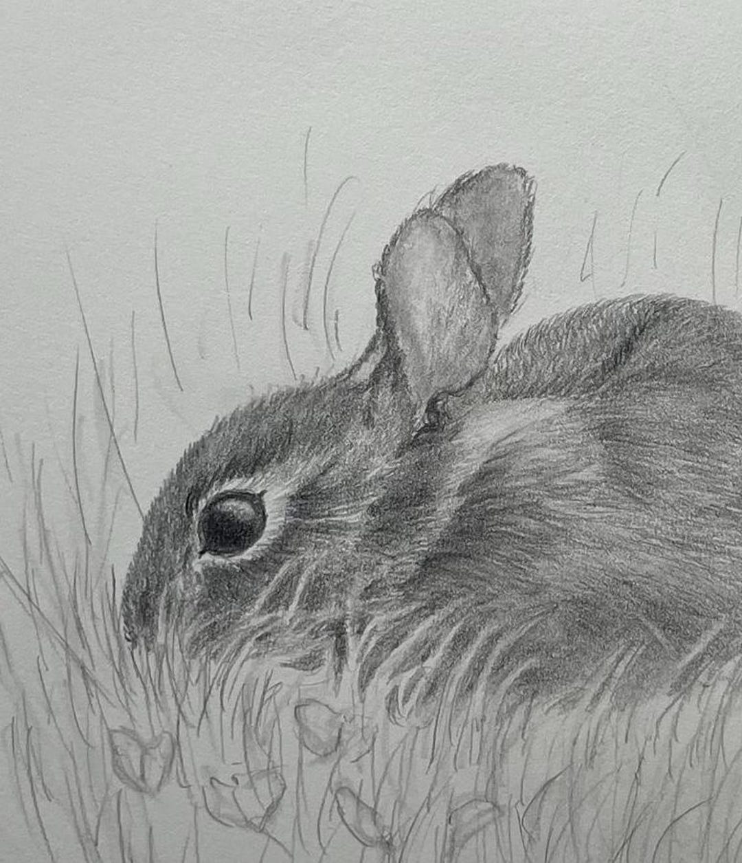 Original Drawing, Cottontail Rabbit, Bunny Drawing - Etsy
