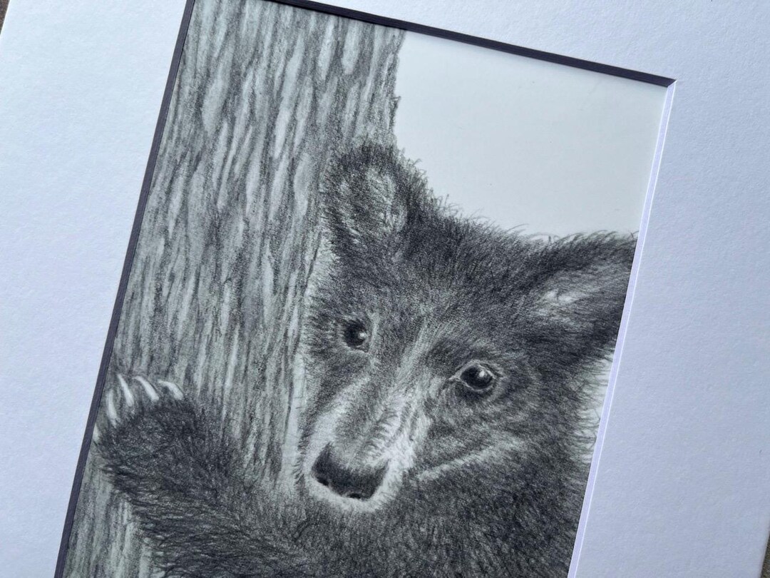 Black Bear Cub, Print of Graphite Drawing, Wildlife Art, Bear Lover ...