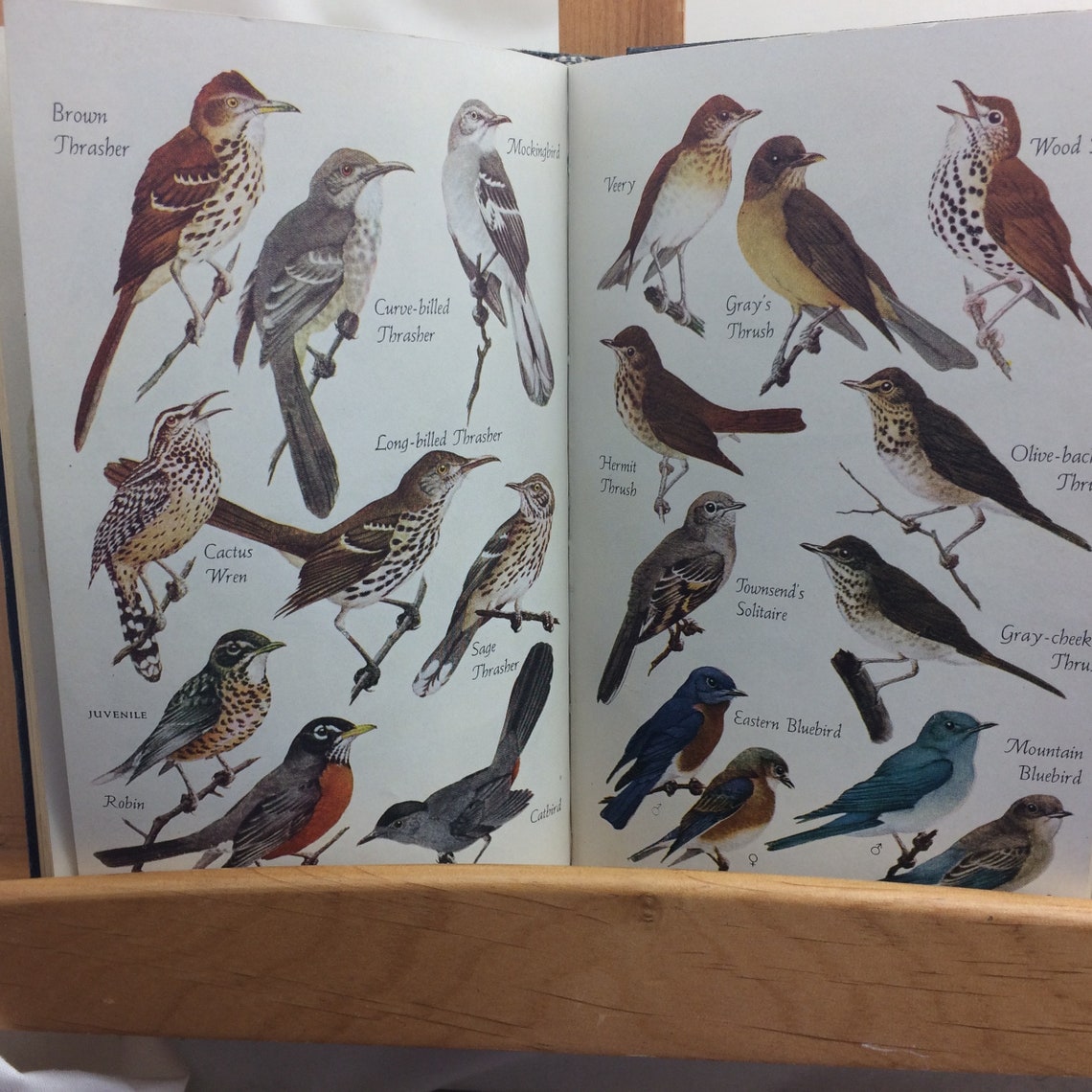 Audubon Bird Guide First Edition 1946 Bird Books Eastern | Etsy