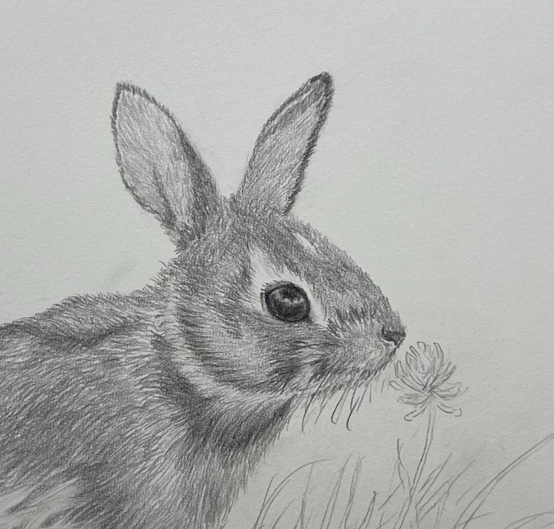 Original Drawing, Cottontail, Rabbit Drawing, Bunny Drawing - Etsy