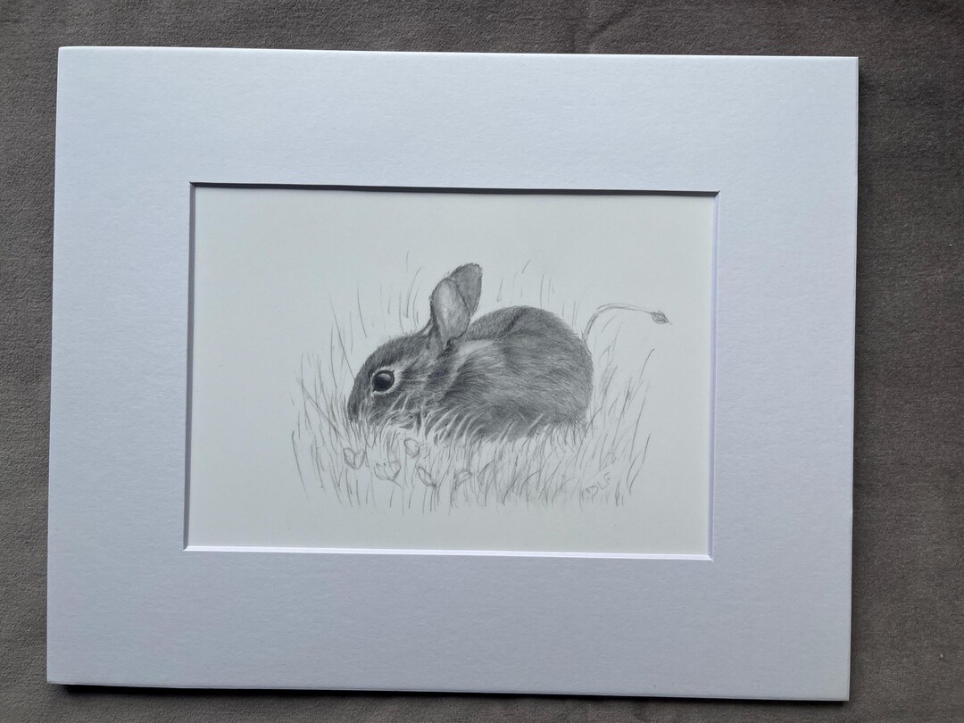 Cottontail Rabbit, Print of Graphite Drawing, Bunny Art - Etsy
