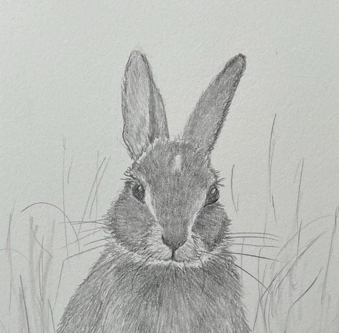 Original Drawing, Cottontail Rabbit, Bunny Art - Etsy