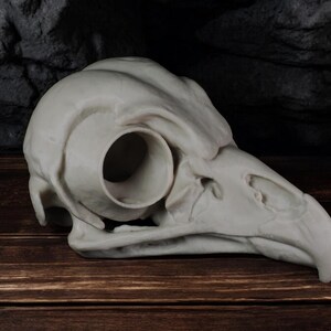 Oversized Barred Owl Skull Replica - 3D Printed - 150% Natural Size ...