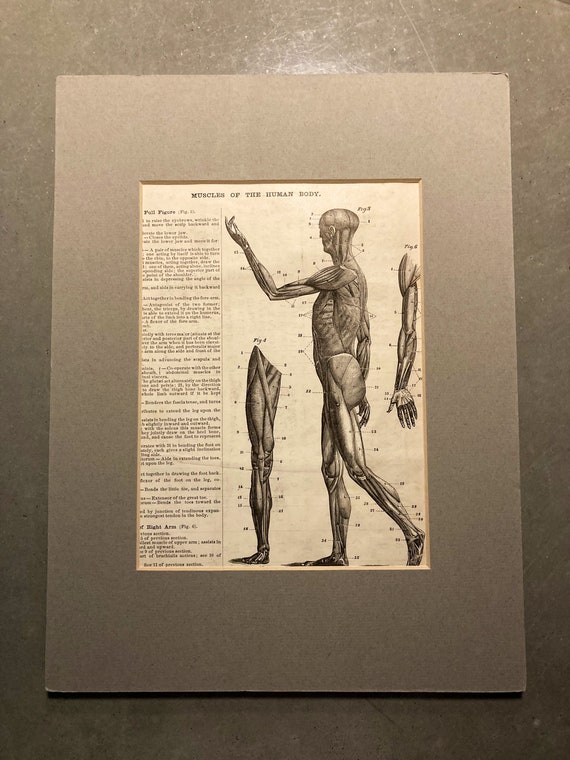 Framed Anatomical Image of the Human Body Muscular System | Etsy