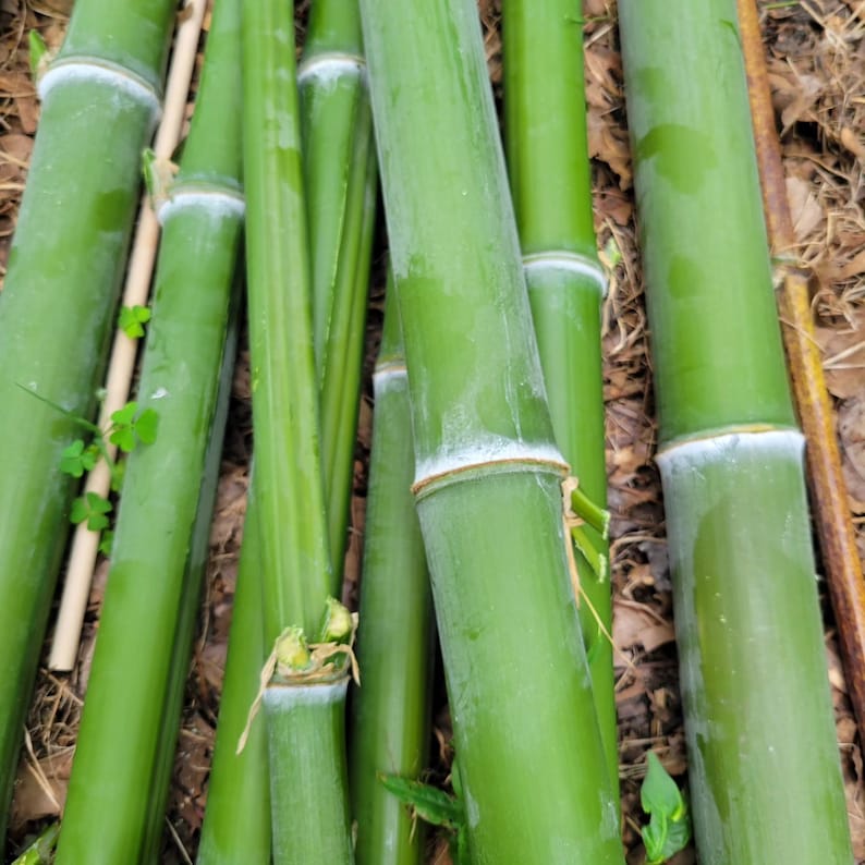 1 Fresh Cut Green Bamboo Poles Untreated FREE SHIPPING - Etsy