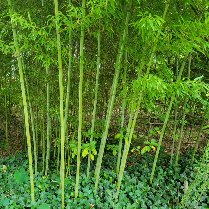 1 Fresh Cut Green Bamboo Poles Untreated FREE SHIPPING - Etsy