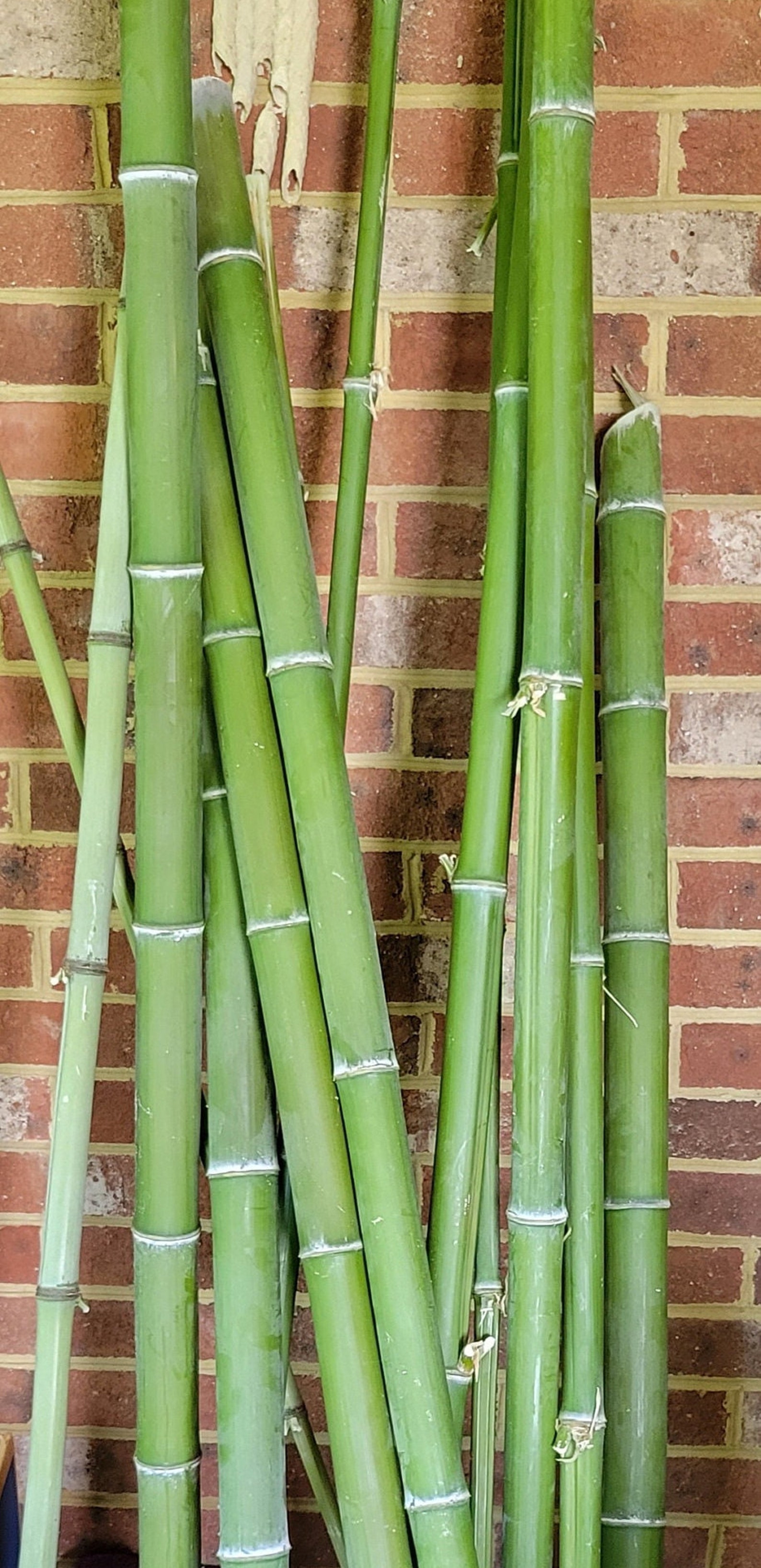 1.5" Dried Bamboo Poles Untreated FREE SHIPPING - Etsy