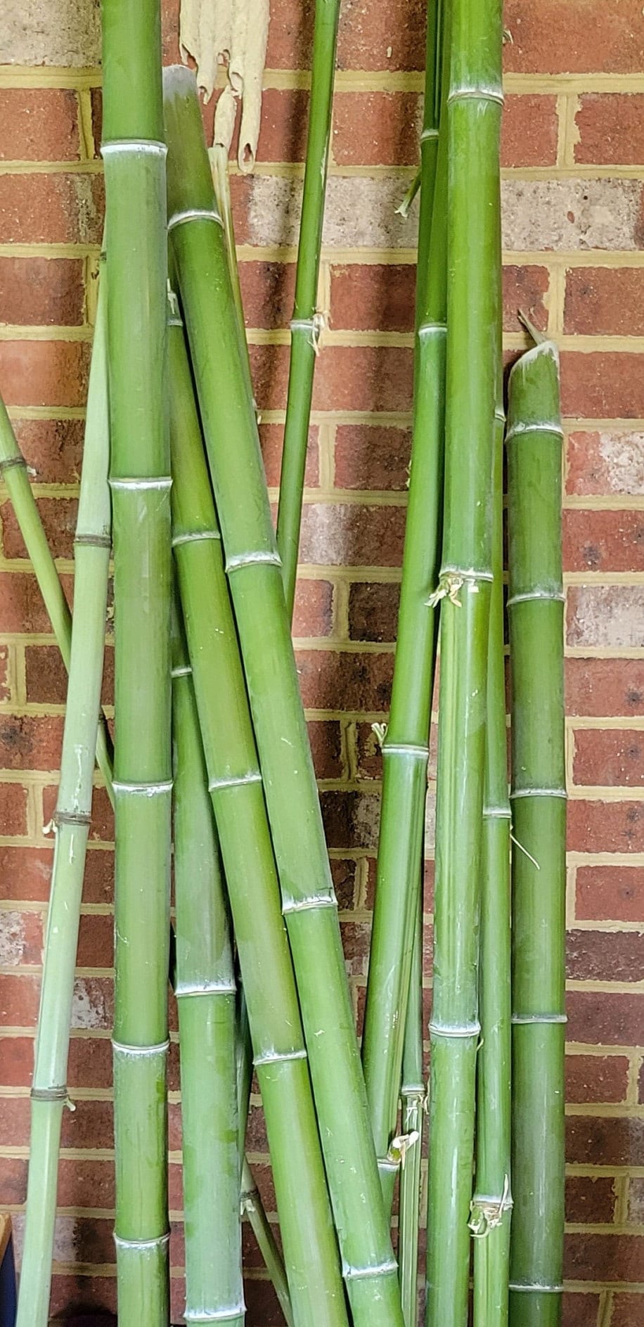 1 Fresh Cut Green Bamboo Poles Untreated FREE SHIPPING - Etsy