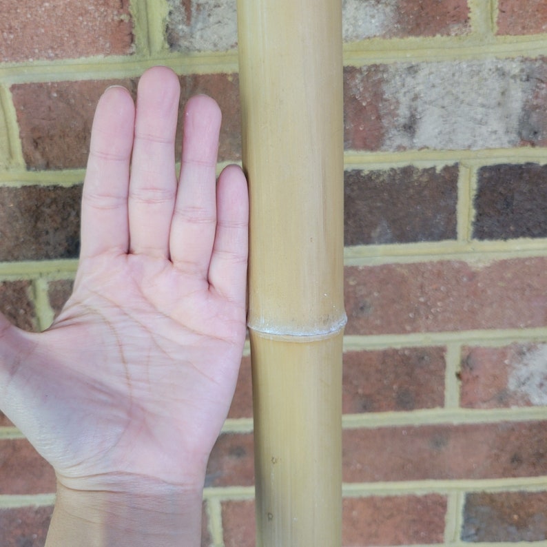 1.5" Dried Bamboo Poles Untreated FREE SHIPPING - Etsy