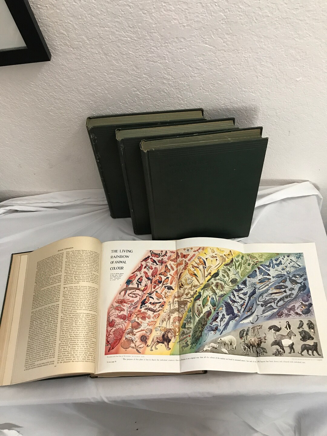 Antique Wonders of Animal Life Four Volume Book Set Natural History ...