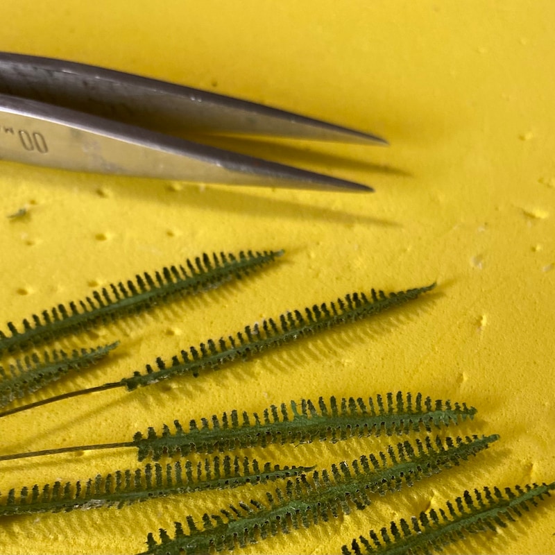 Miniature Ferns - Etsy