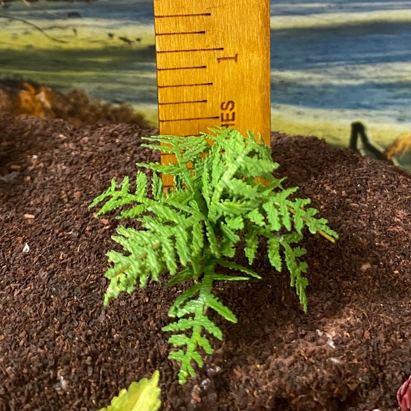 Miniature Fern - Etsy