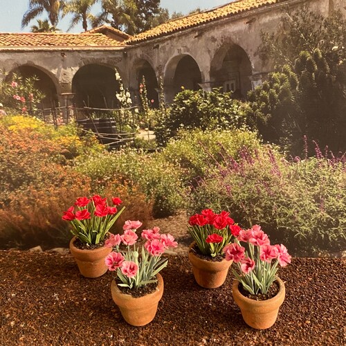 Miniature Kit yellow Rust Bearded Iris Garden | Etsy