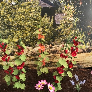 Hollyhock - Miniature 1:12 Scale - Etsy
