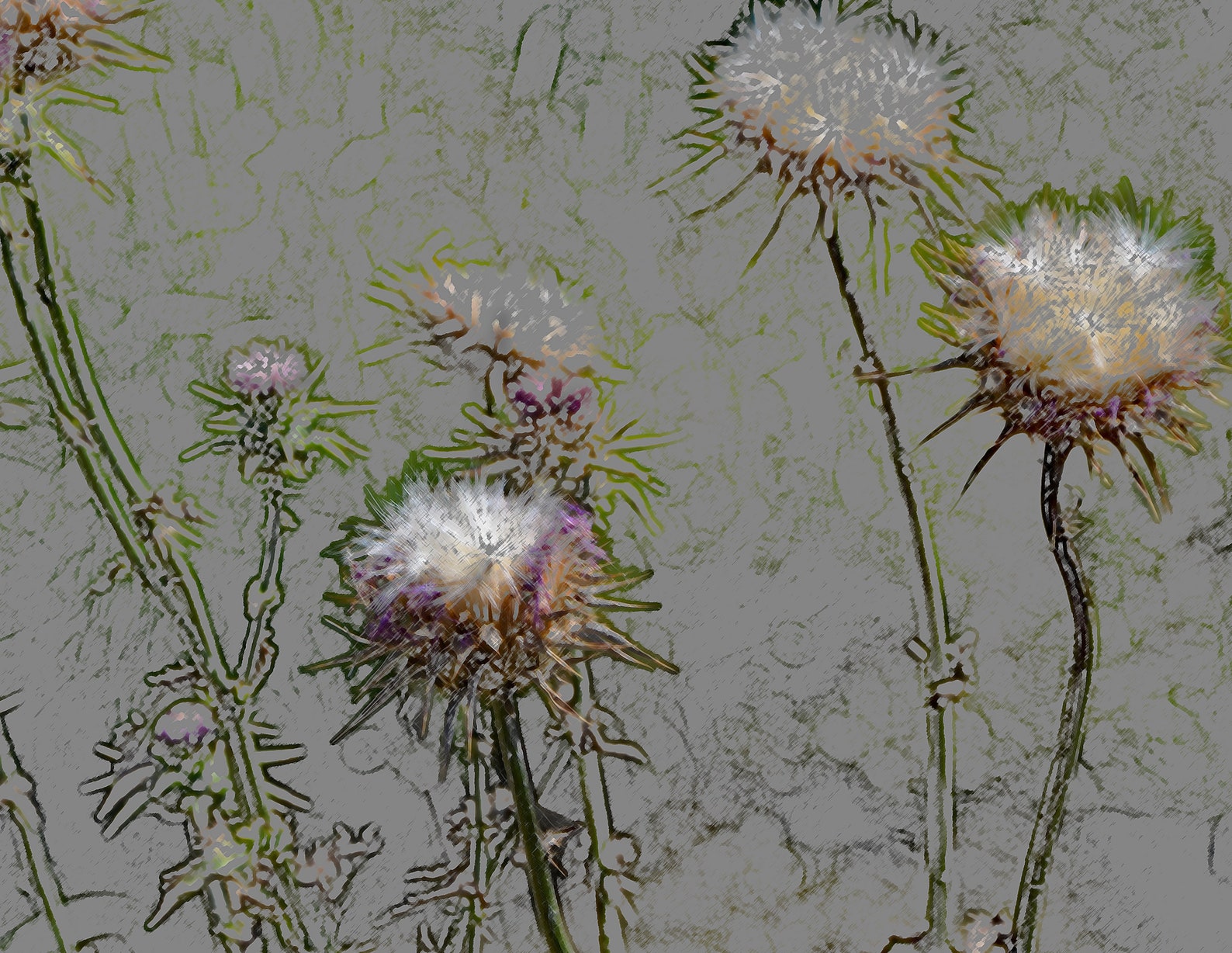 Wild Thistle Dandelion Abstract Art, Magical Wild Thistle Dandelion ...