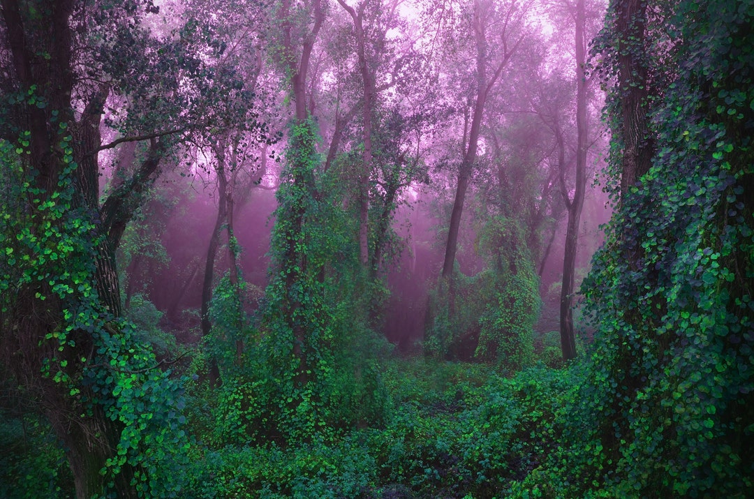 Magical Purple Forest Art, Purple Fairy Forest, Green Whimsical Trees ...