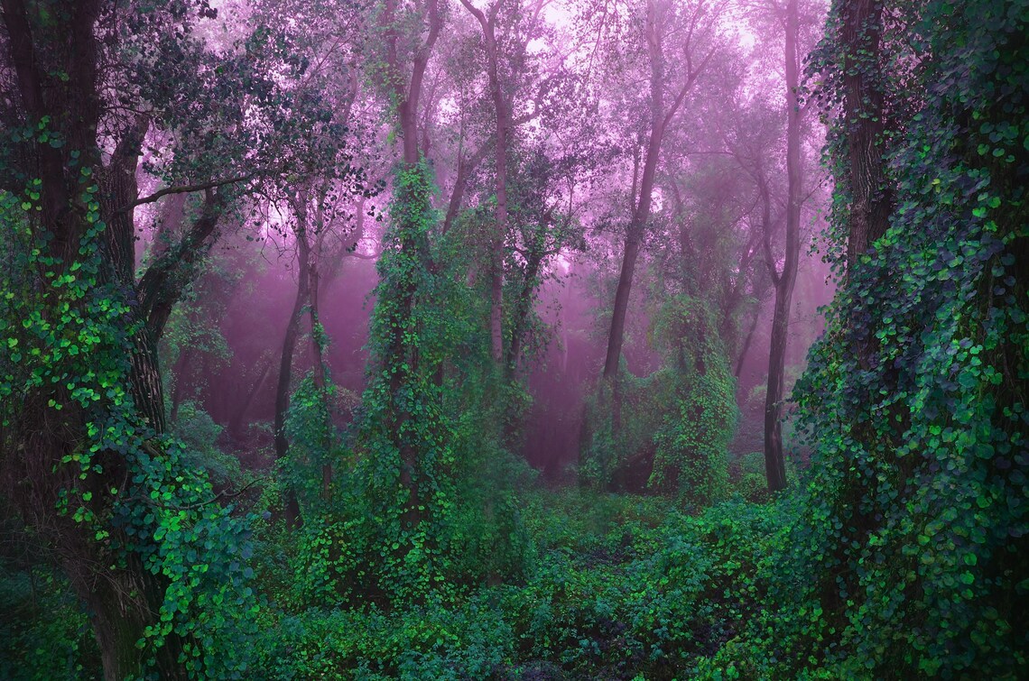Magical Purple Forest Photo Print, Purple Foggy Fairy Forest, Green ...