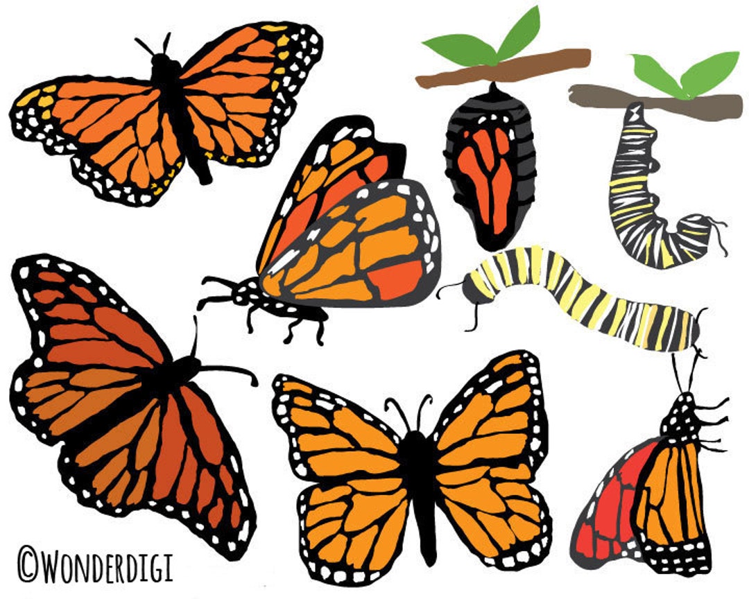 Butterfly Clipart - Monarch Butterflies Clip Art - Hand Drawn Clipart ...