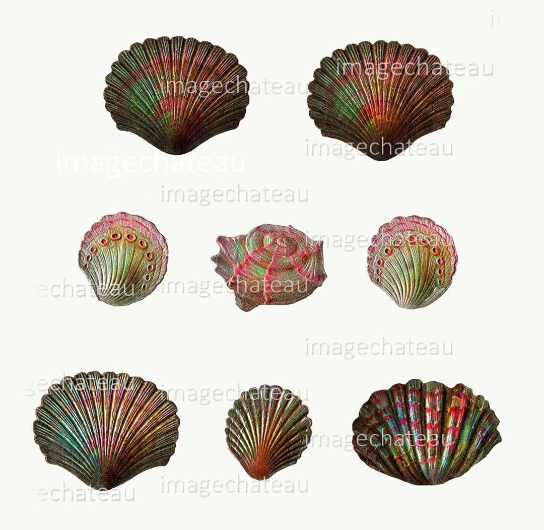 SEA SHELLS Iridescent DIGITAL Download 8 Various Seashell Types Shimmer ...