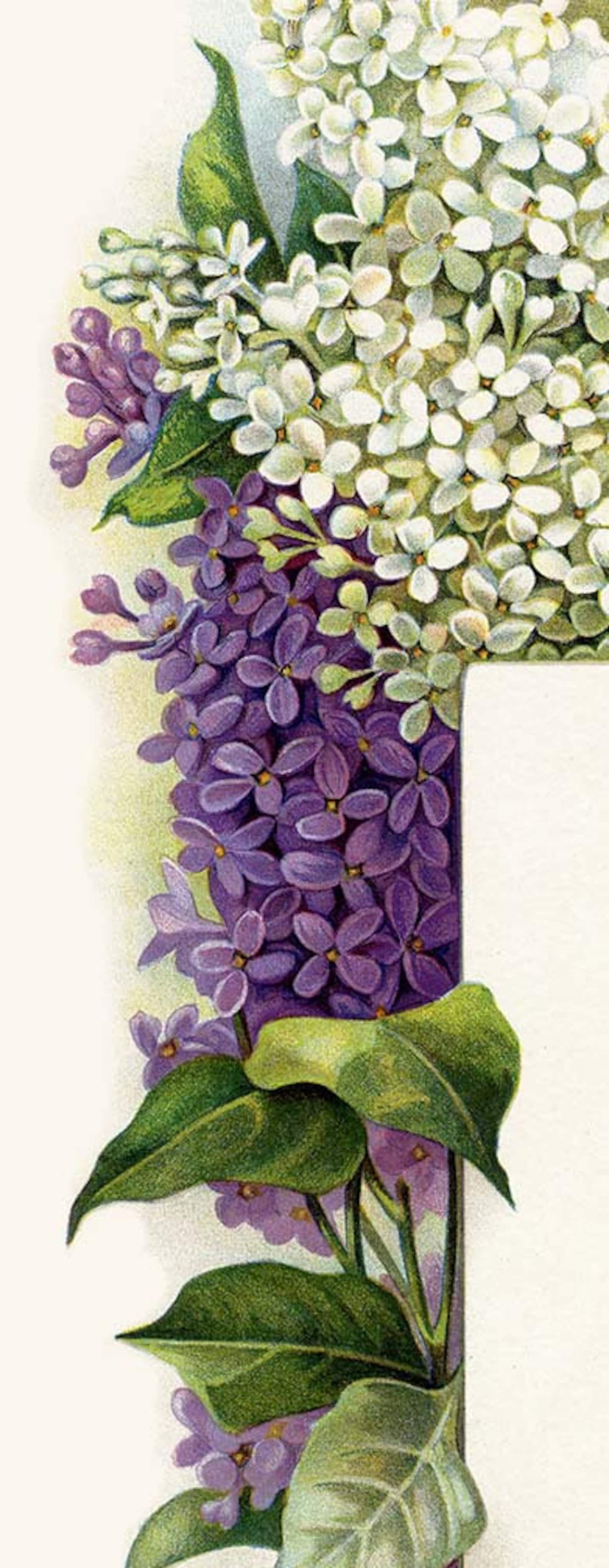 LILAC Flower Border Printable DIGITAL DOWNLOAD Add Your Own Text for ...