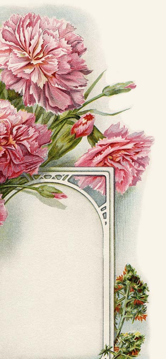 Pink Carnation Border
