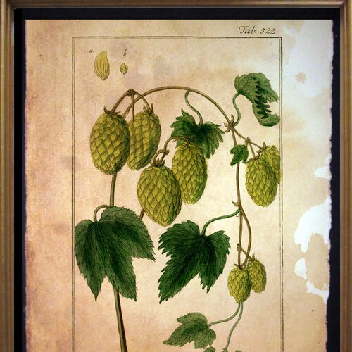 Vintage Hops Humulus Lupulus Art Beer Hops Art Print on Tea - Etsy