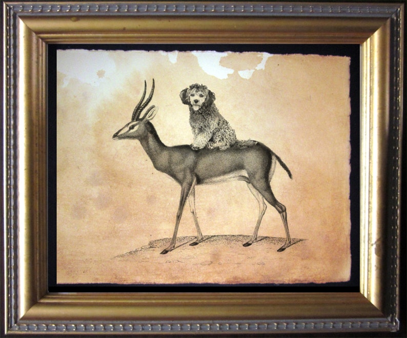 Shihpoo Dog Riding Springbok Vintage Collage Art Print on Tea | Etsy