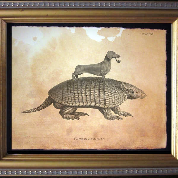 Armadillo - Etsy