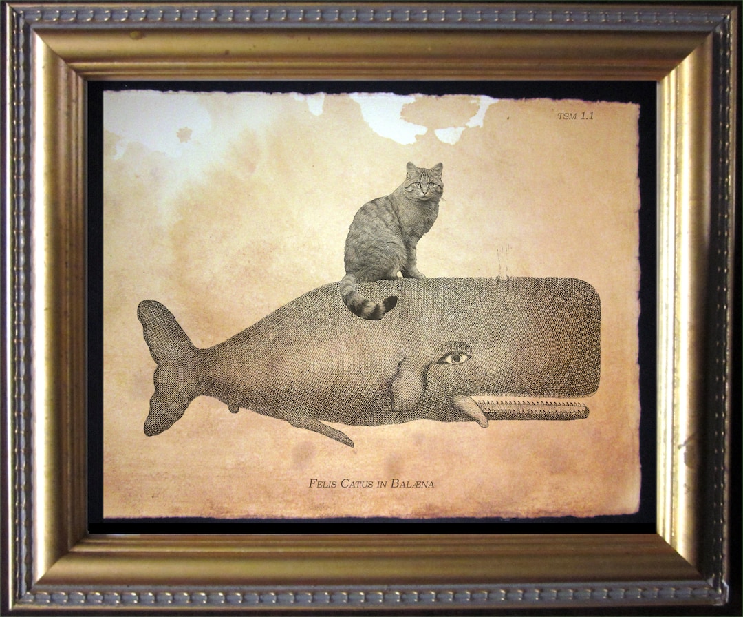 Wild Cat Riding Whale Felis Silvestris Cat Riding Whale Vintage Collage ...
