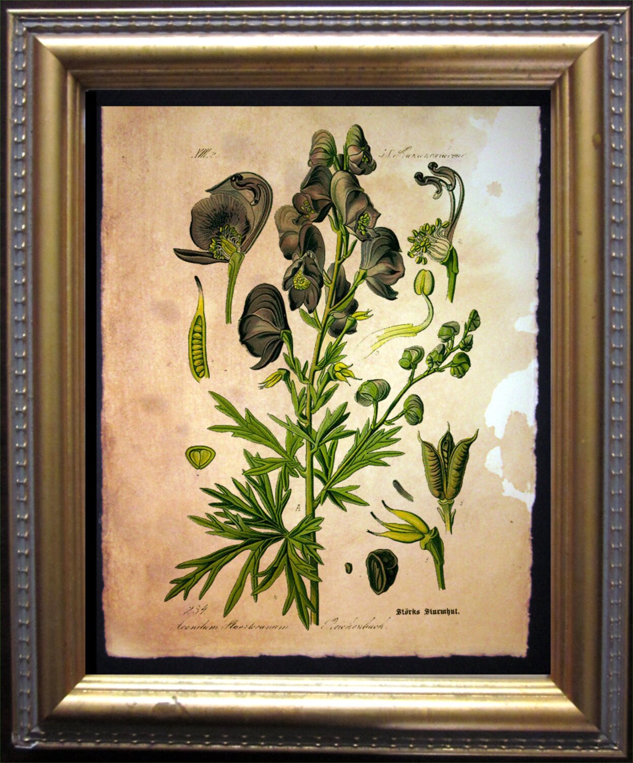 Yellow Wolfsbane Poison