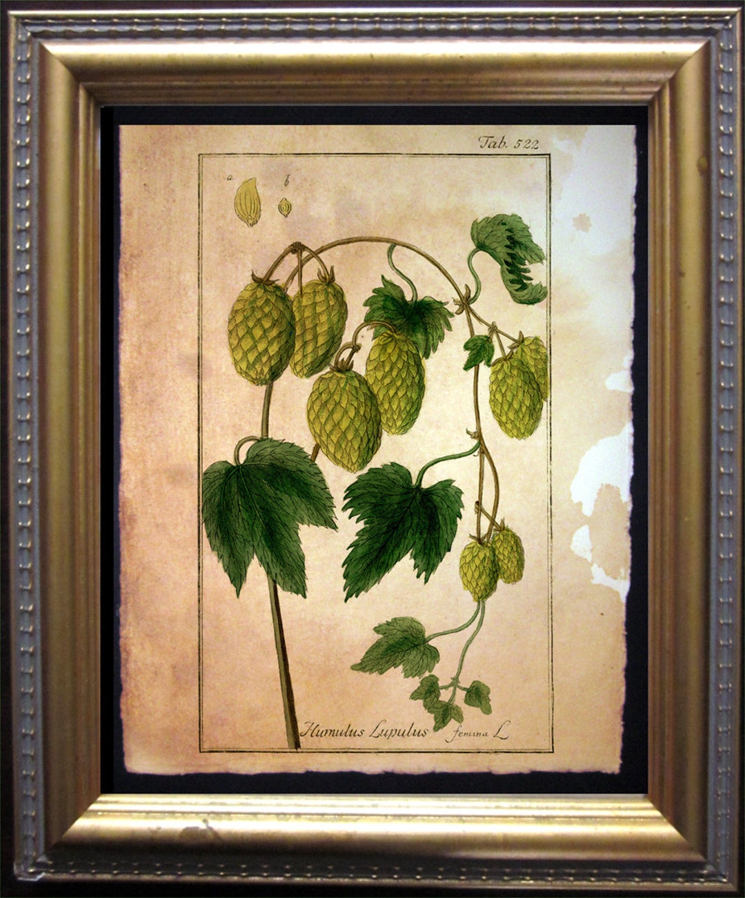 Vintage Hops Humulus Lupulus Art Beer Hops Art Print on Tea Stained ...