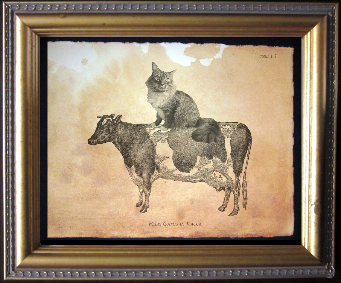 Cat Riding Cow Maine Coon Cat Riding Cow Vintage Collage Print | Etsy