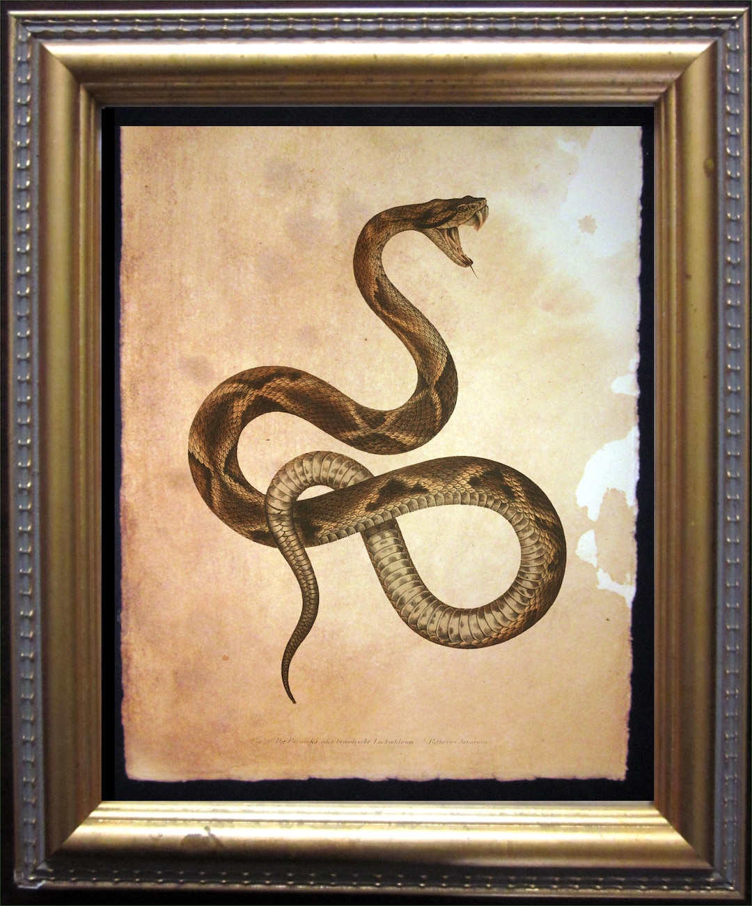 Pit Viper Art Print Bothrops Jararaca Animal Art Print on Tea Stained ...