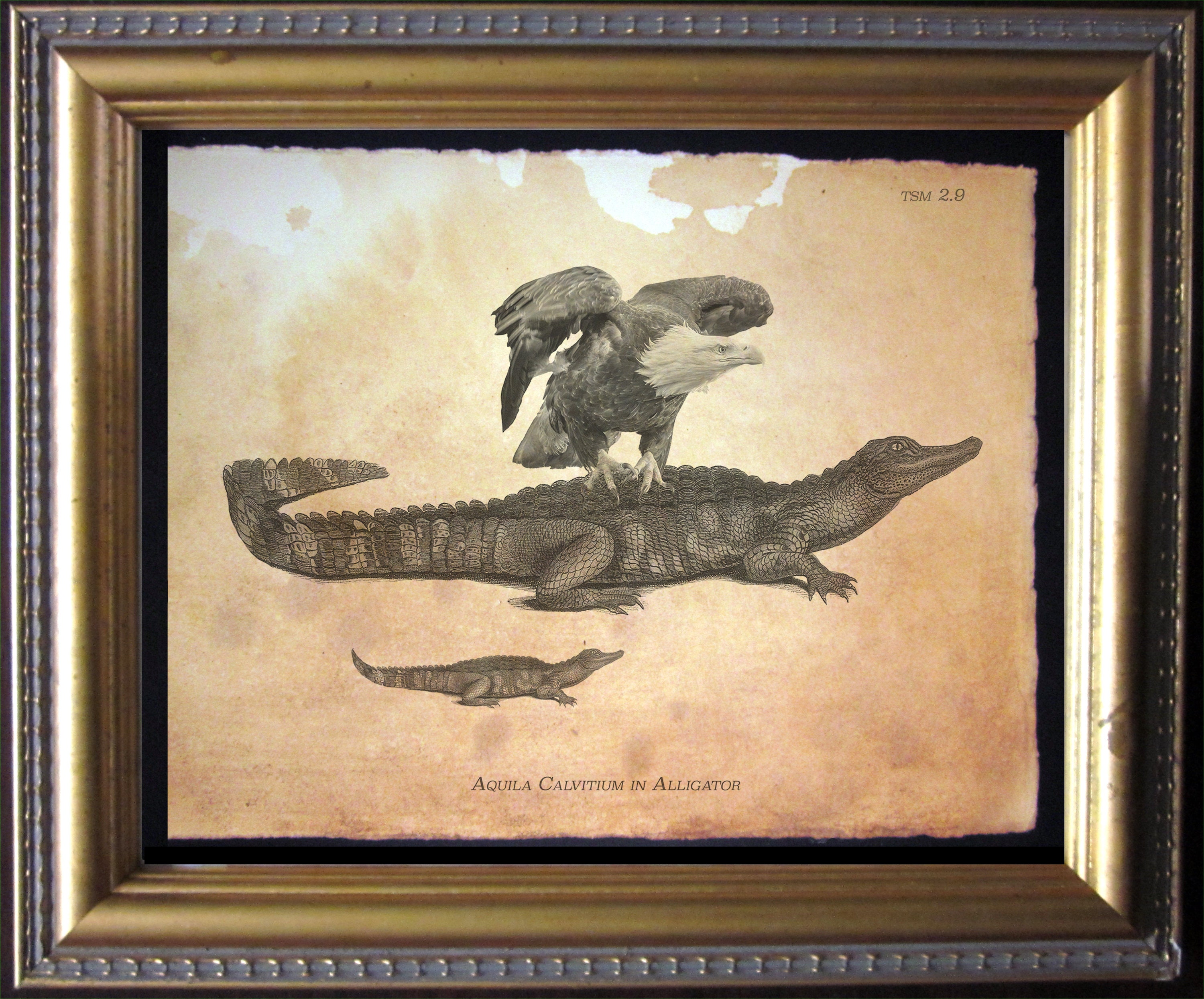 Bald Eagle Bird Riding Alligator Vintage Collage Print Tea | Etsy