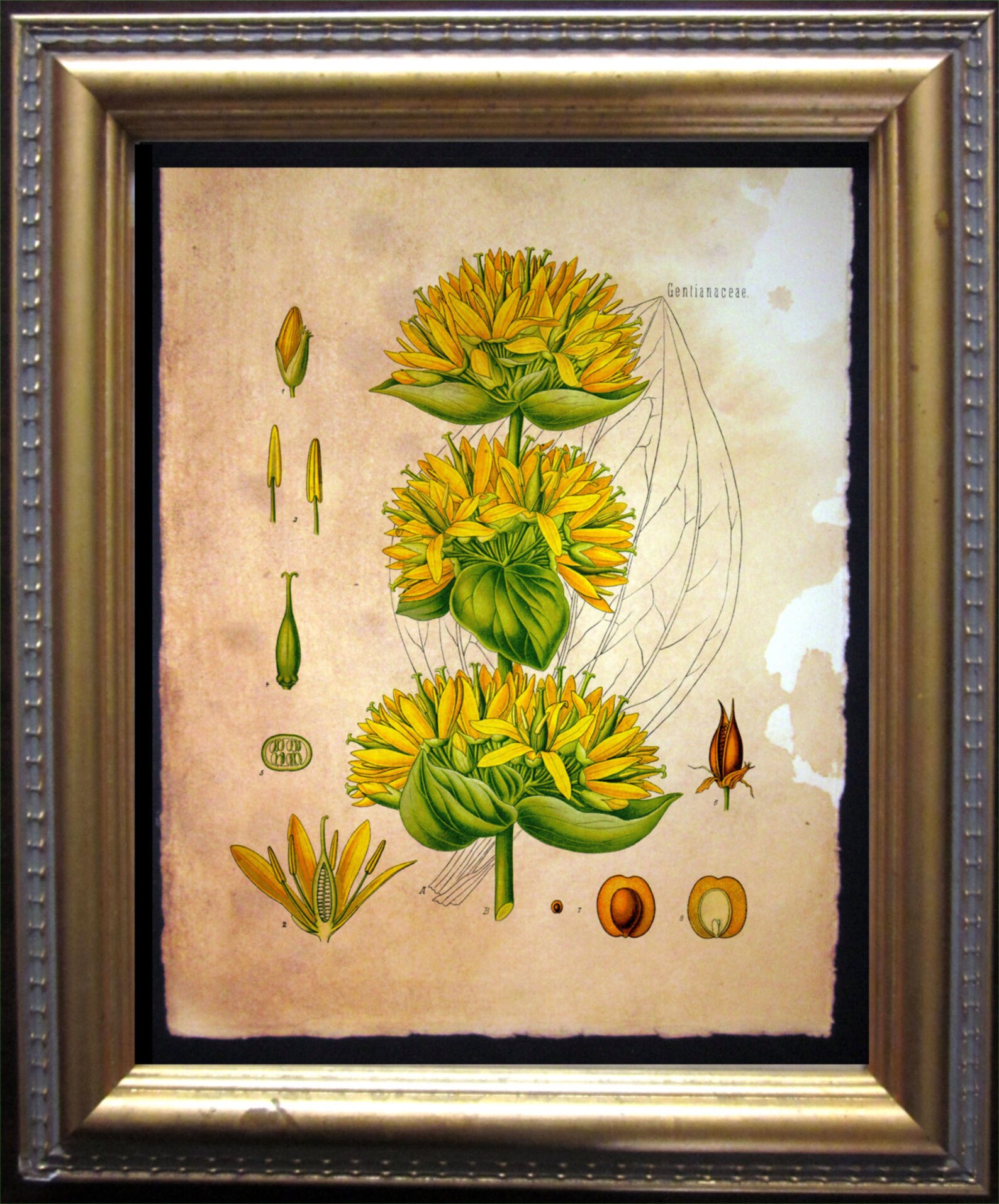 Vintage Great Yellow Gentian Art Gentiana Lutea Vintage Gentian Art