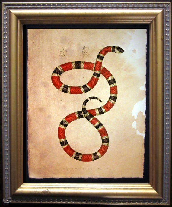 Coral Snake Art Print Animal Art Print on Tea Stained | Etsy