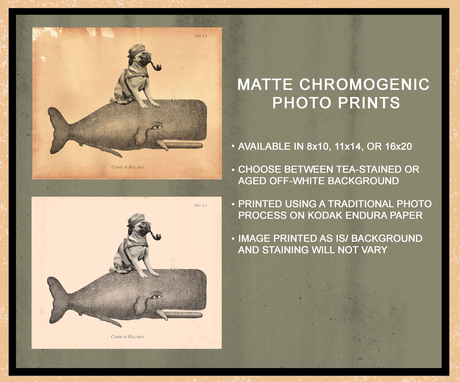 Scottish Terrier Scottie Dog Riding Cow Vintage Collage Art | Etsy