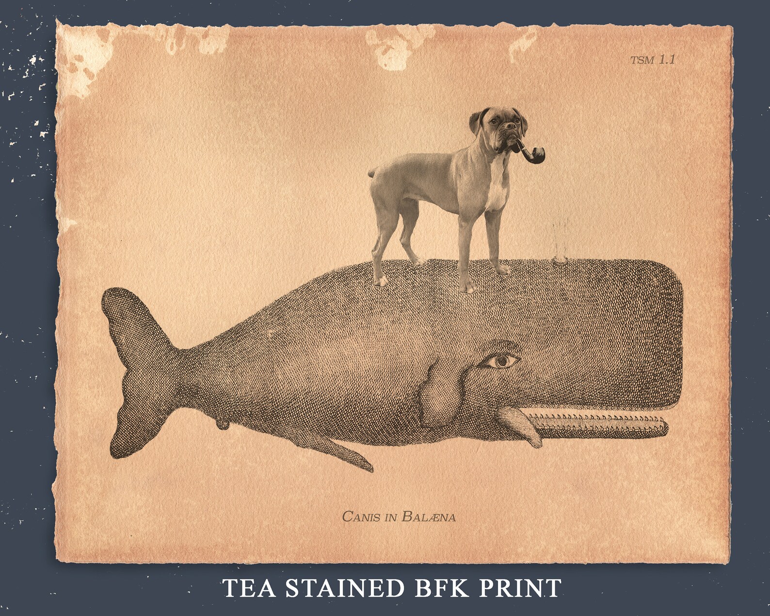 Boxer Dog Riding Whale – Vintage Collage Art Print on Tea-stained ...
