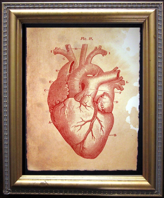 Vintage Anatomical Heart Diagram