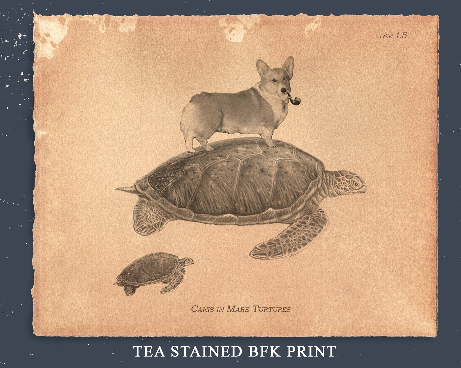 Welsh Corgi Riding Sea Turtle Vintage Collage Art Print Tea - Etsy