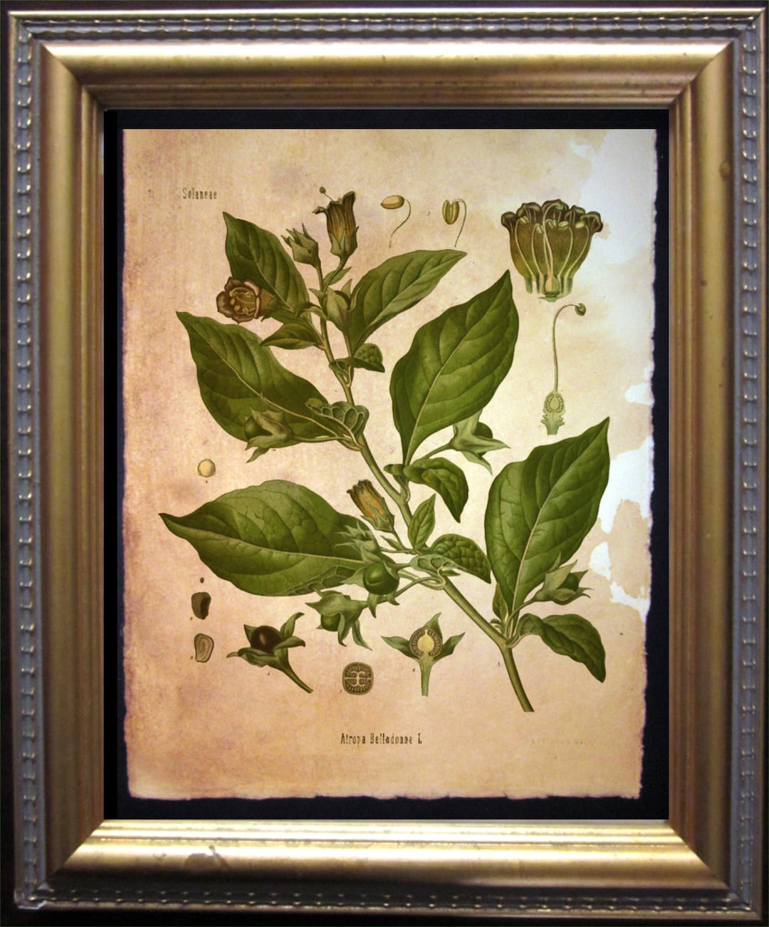 Vintage Deadly Nightshade Nightshade Poisonous Plant Illustration on ...