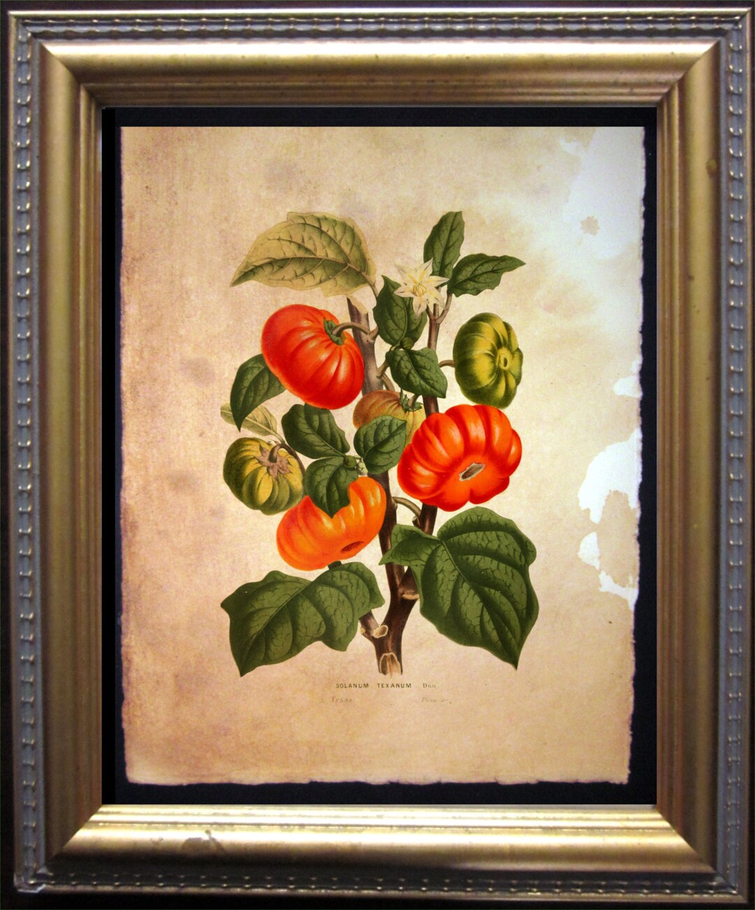 Tomatoes Art Print Tomato Art Print Tomato Garden Art Print on Tea ...