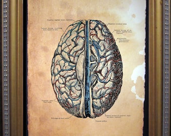 12 Brain Anatomy Poster Vintage Anatomy Art Neurology Art - Etsy