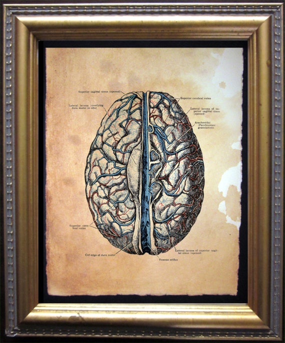 Dog Brain Diagram