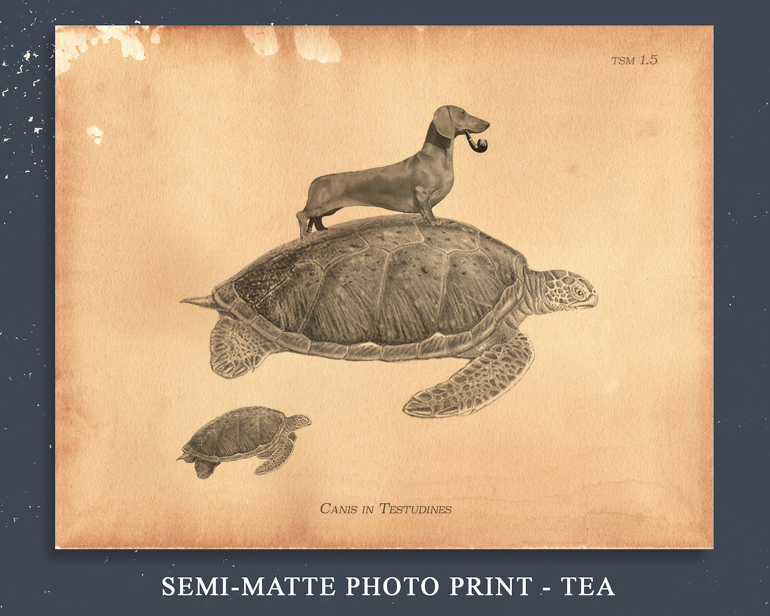 Dachshund Wiener Dog Riding Sea Turtle Print Tea Stain Dog Art - Etsy