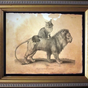 Cat Riding Lion Maine Coon Cat Riding Lion Vintage Collage Print Tea ...