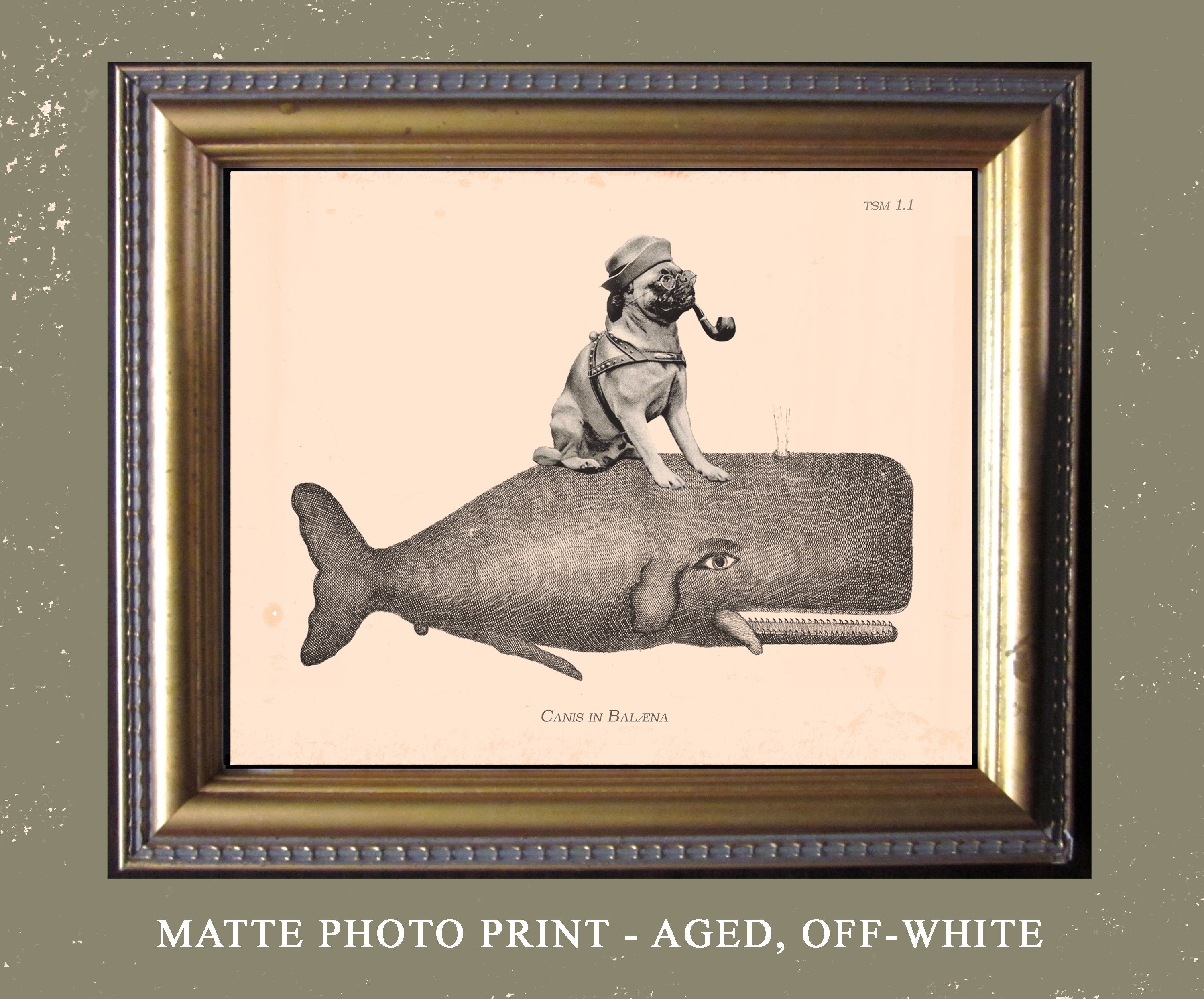 Cat Riding Whale Abyssinian Cat Riding Whale Vintage Collage | Etsy