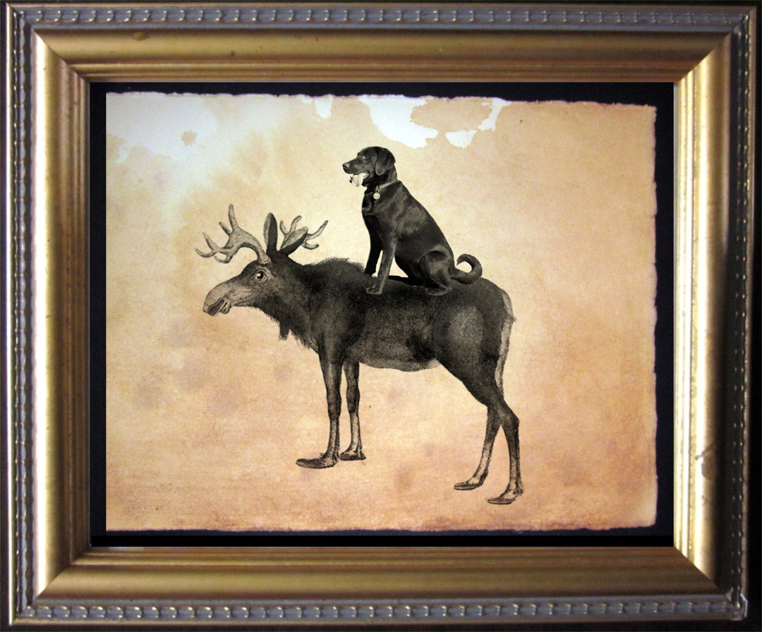 Labrador Retriever Chocolate Lab Riding Moose Vintage Collage Art Print ...